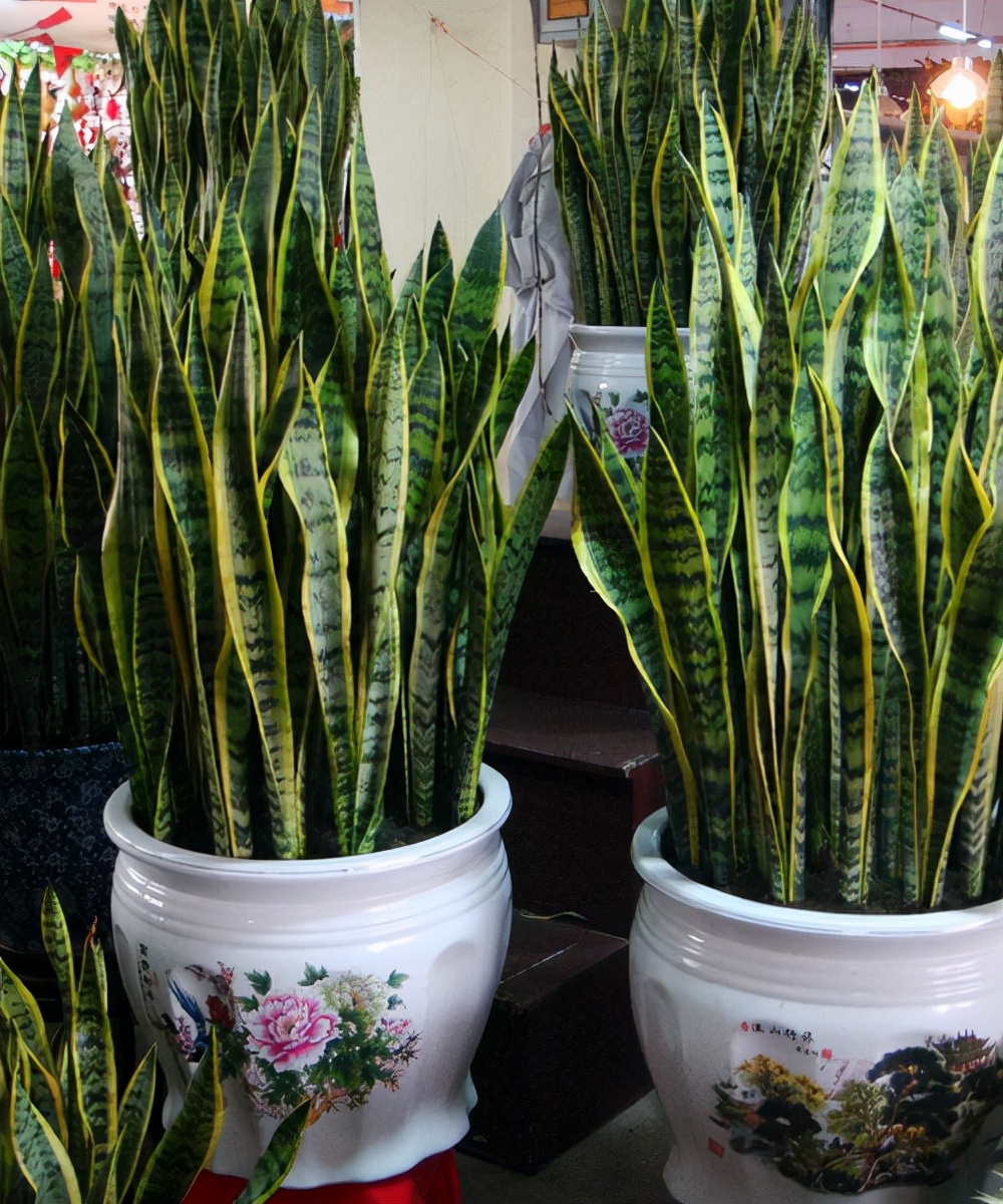 Tiger Pilan is too "fragile" in winter, avoid the "three big fears ...