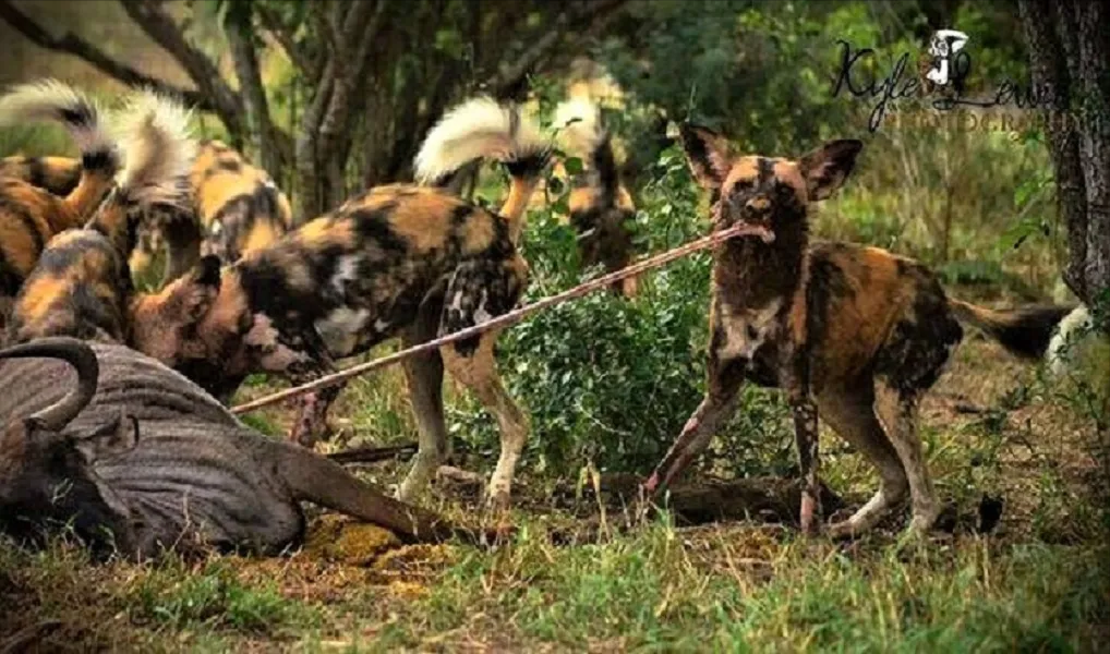 The animal's predation was tragically captured, and the animal world ...