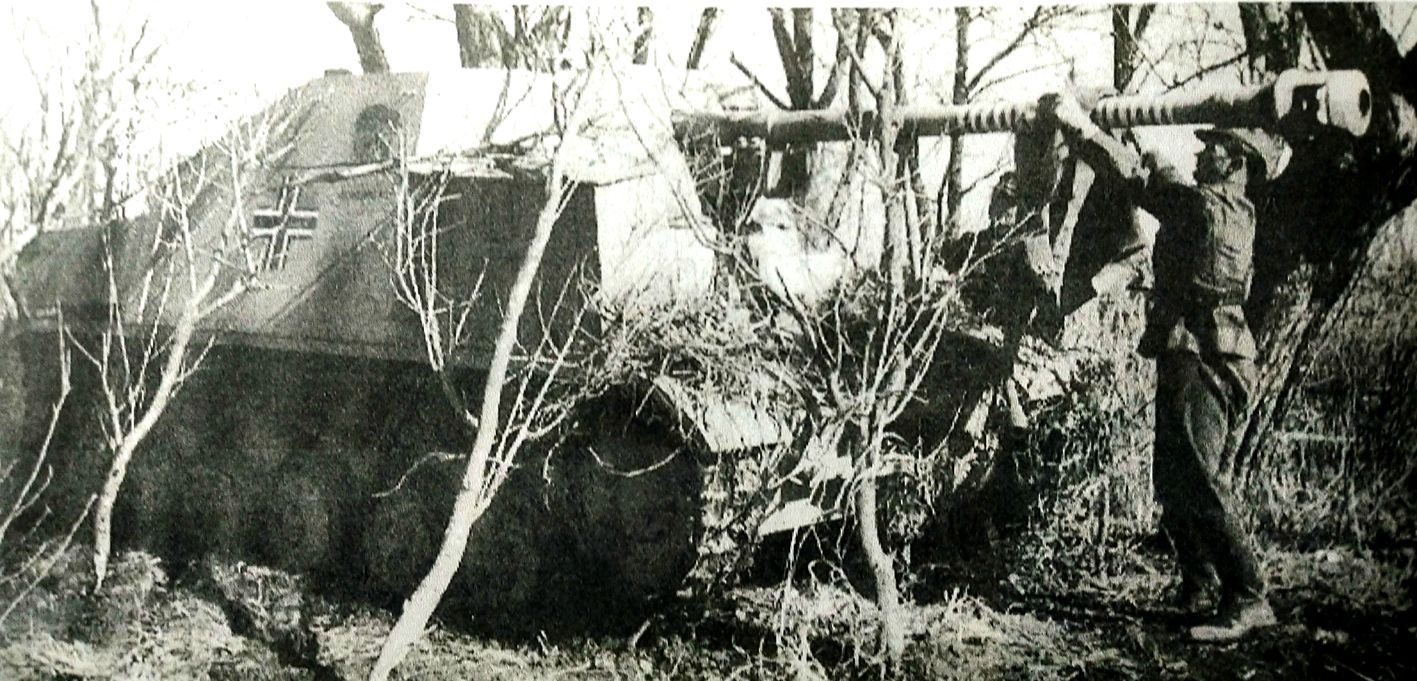 German tank destroyer of World War II "Weasel" anti-tank gun vehicle ...