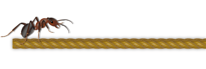 From the paradox of ants and rubber ropes, we can see the visible ...