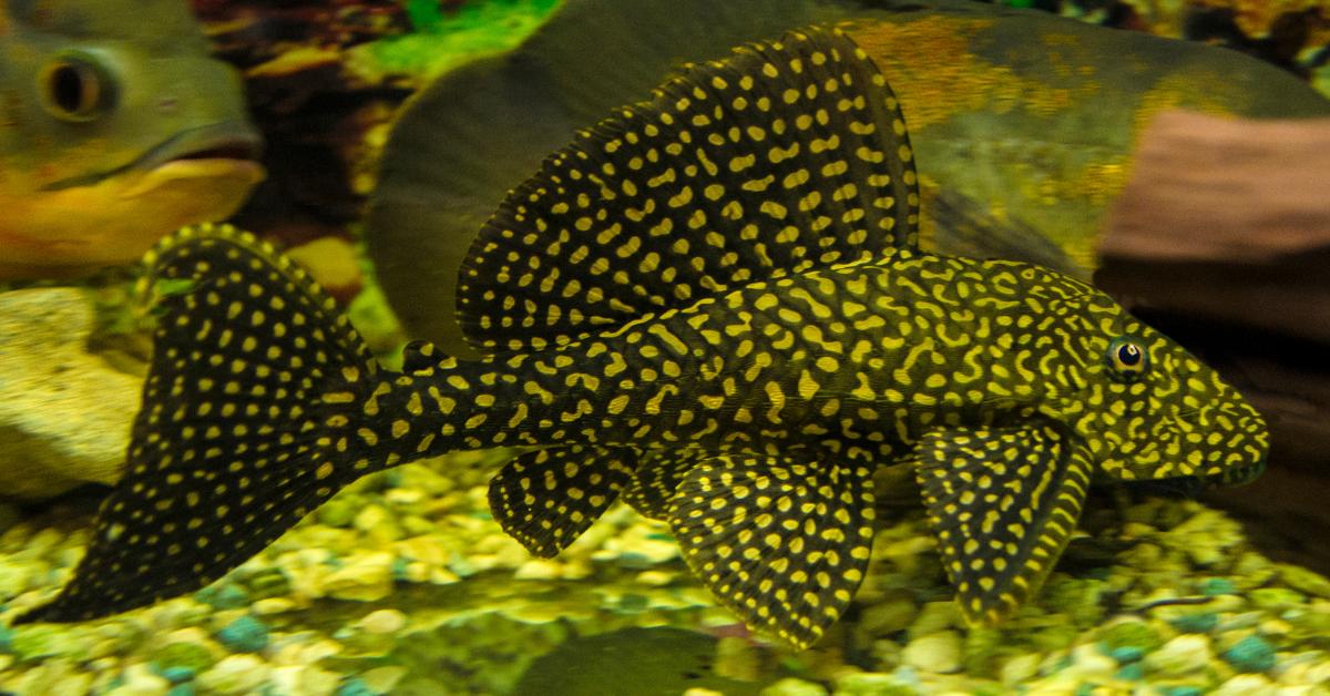 What do scavenger fish eat?When is the best time to feed the scavenger ...