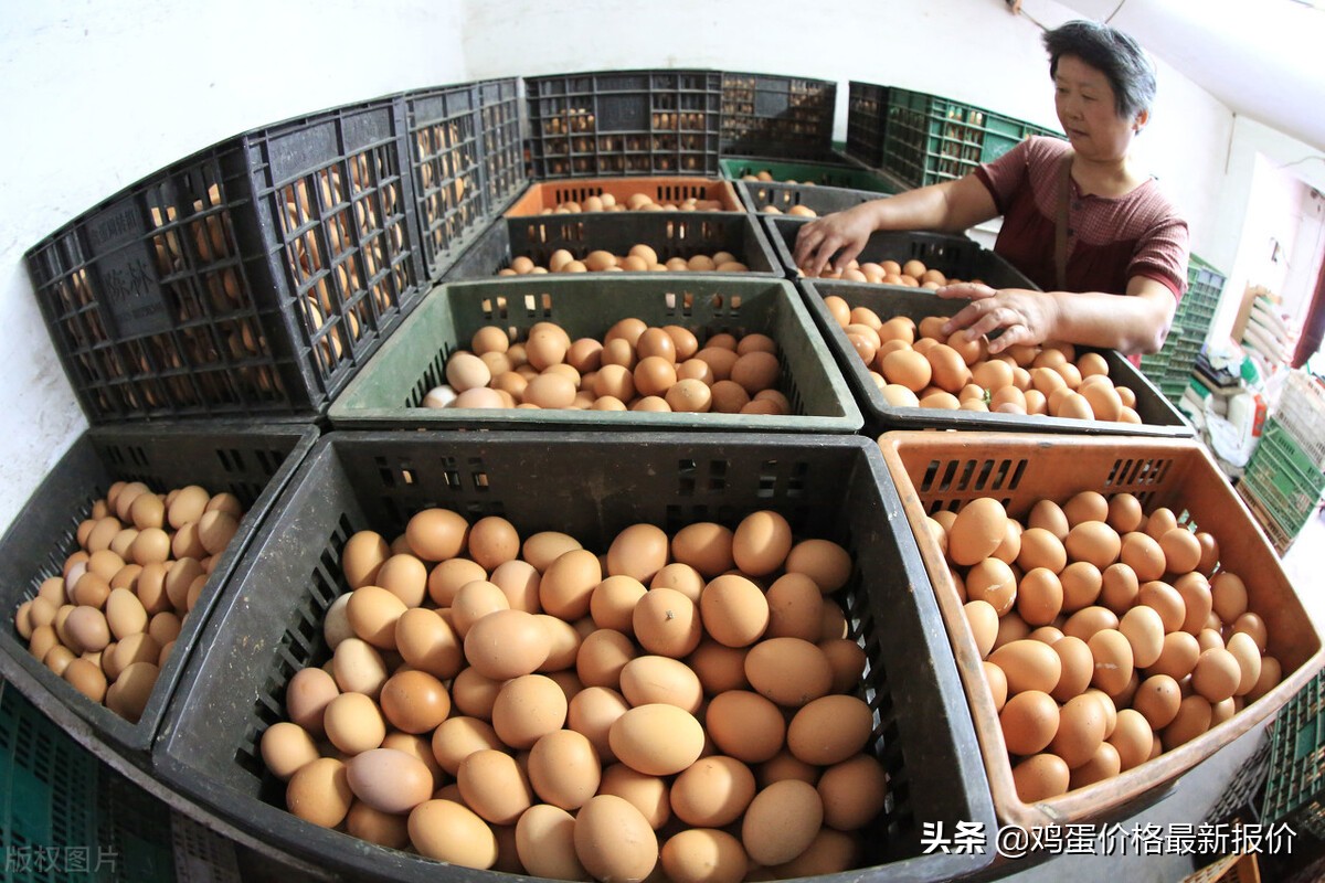 Eggs: trade turmoil, stable terminal - iNEWS