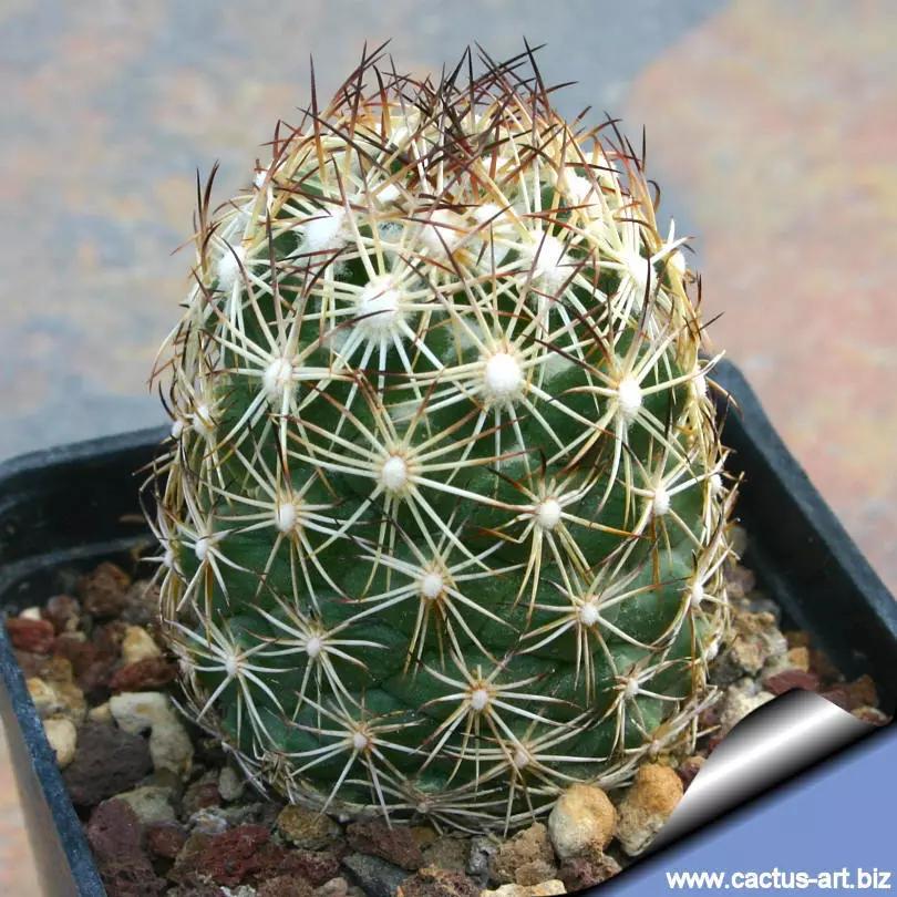 仙人掌科頂花球屬（Coryphantha） - 頭條匯