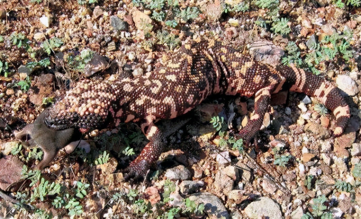The most poisonous lizard in the world, the lizard is no more than 1 ...