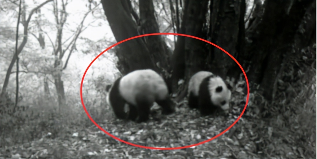 Eight wild giant pandas ran into Gansu. They are so docile, do they ...