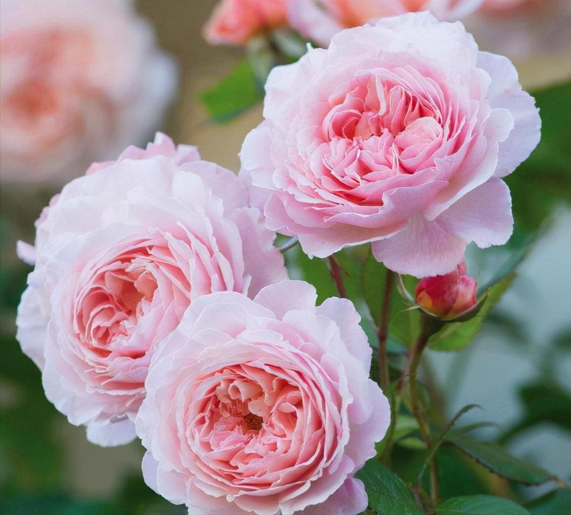 For novices to raise rose, master 4 skills, take off roots and shoots ...