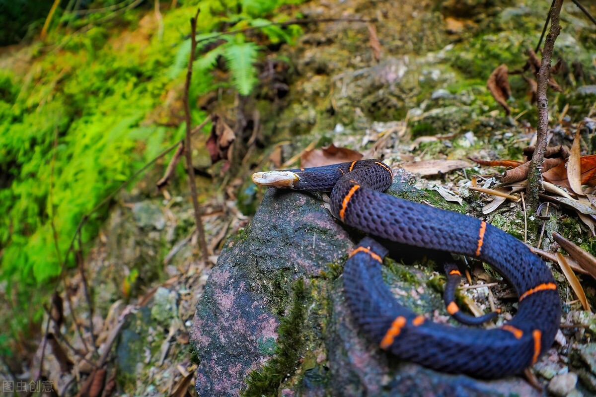 The Himalayan white-headed snake has a hard temper and has always ...
