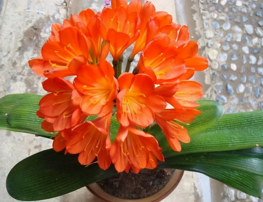 "Change pots" for Clivia, is spring better or autumn better?Make no ...