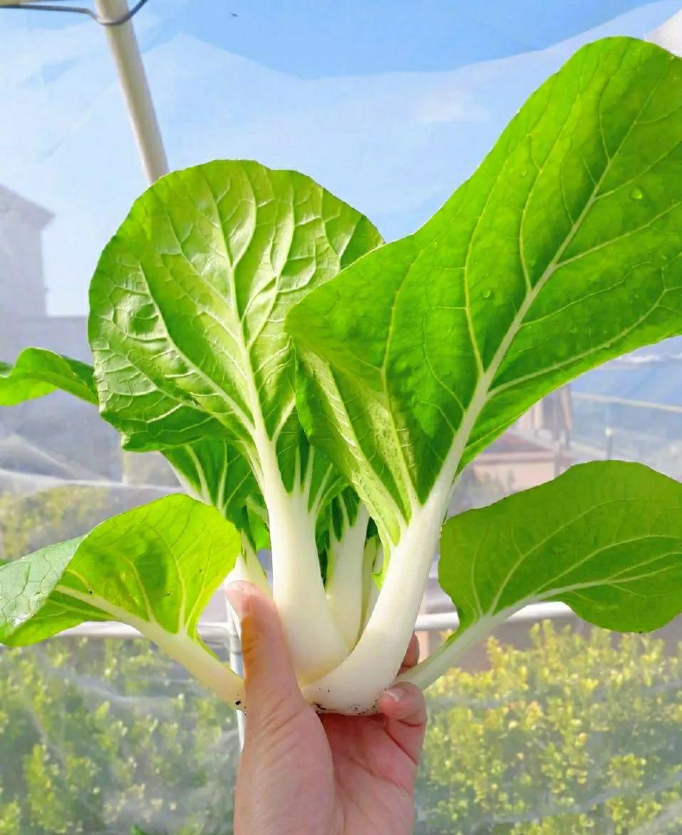 Wu Yi Wang Zulan posted his own vegetable garden and received 100,000 likes. Netizens: Vegetable ...