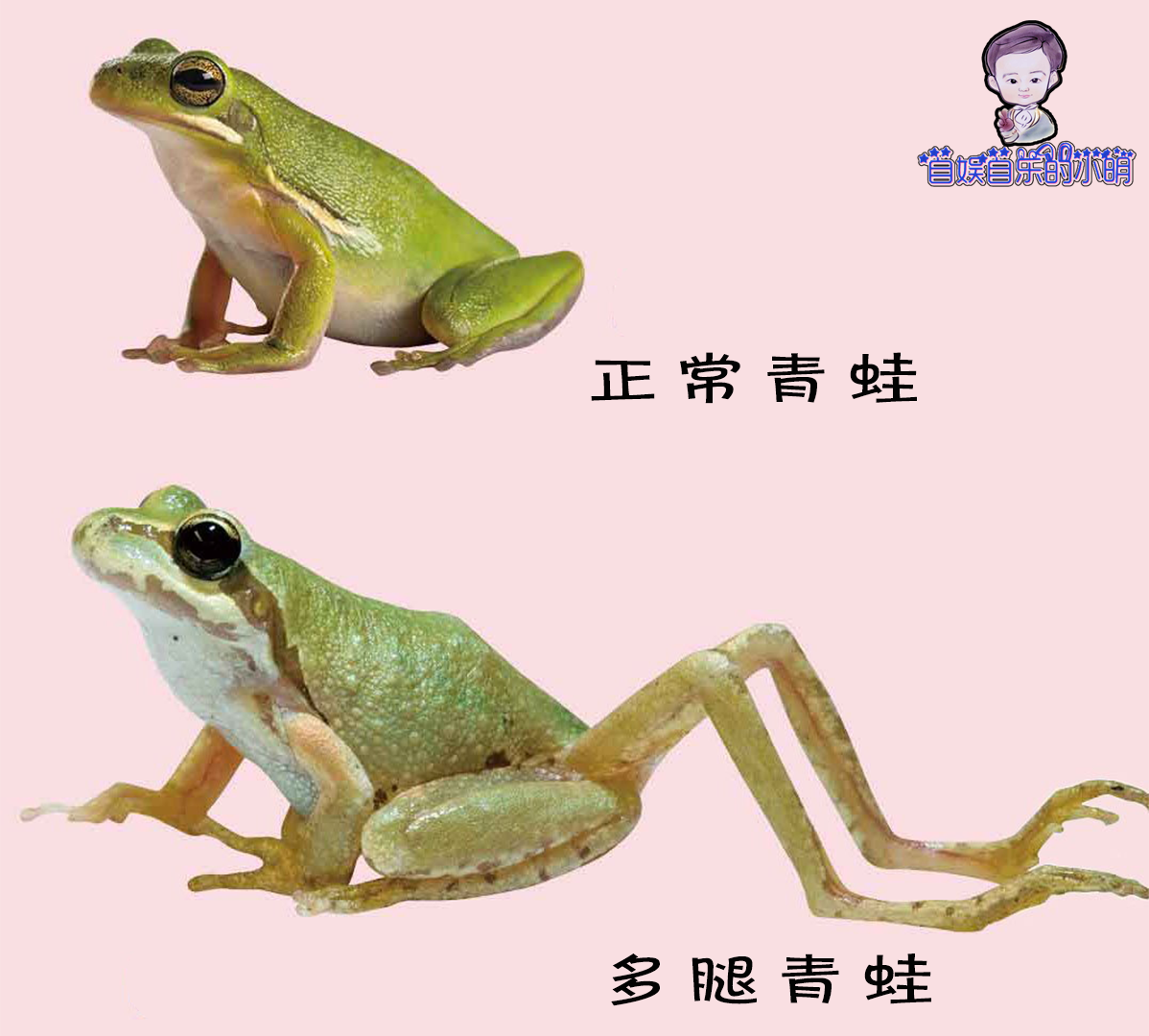 One of the parasite series: Why do frogs grow so many legs? - iNEWS