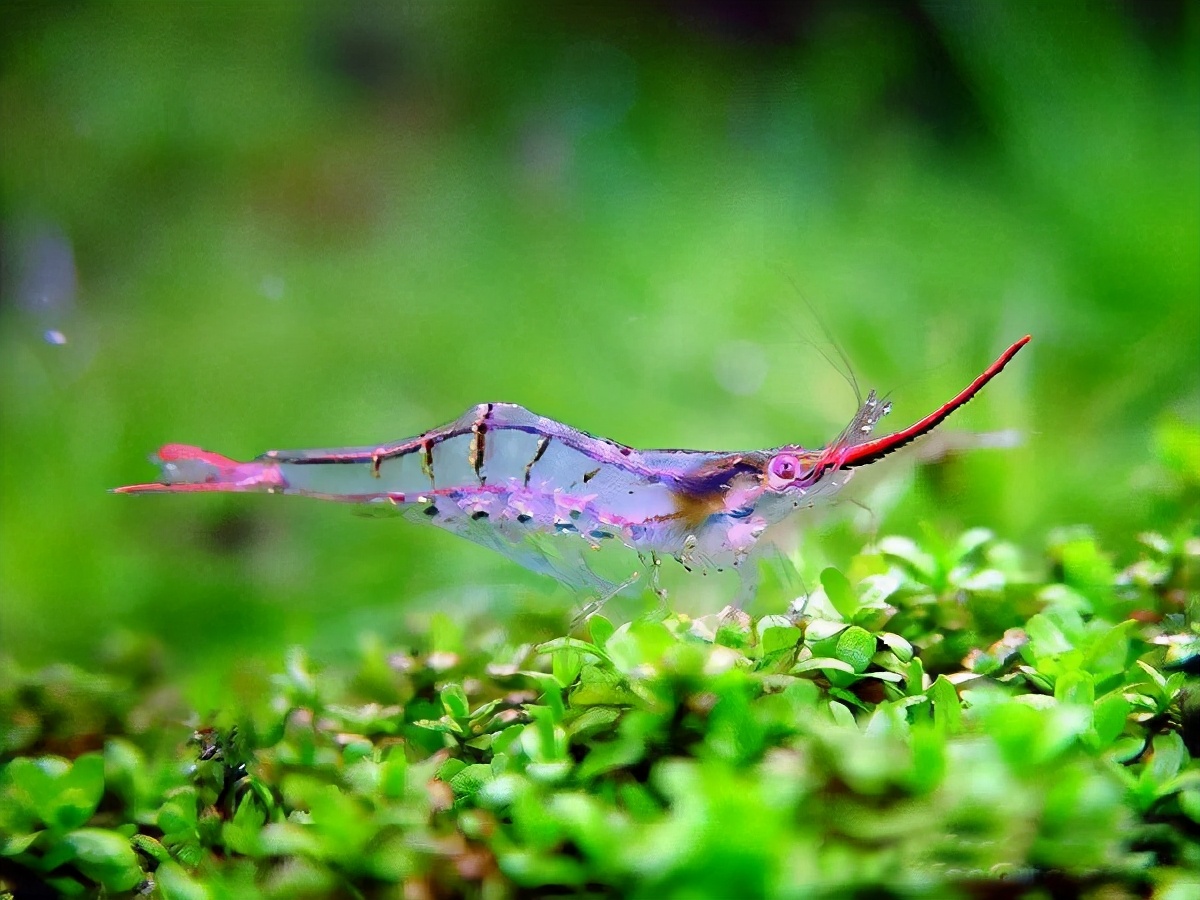 The 5 most beautiful shrimps in the world, each of them will make your ...