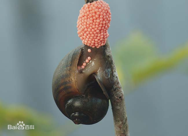 The origin of the name "Super Encyclopedia 1435" and "Fu Shou Luo"? - iNEWS