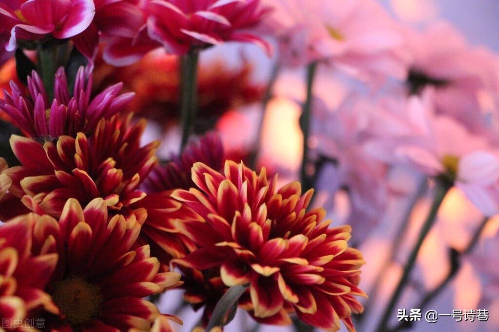 A Tang poem about chrysanthemums, two of which are famous from the ages ...