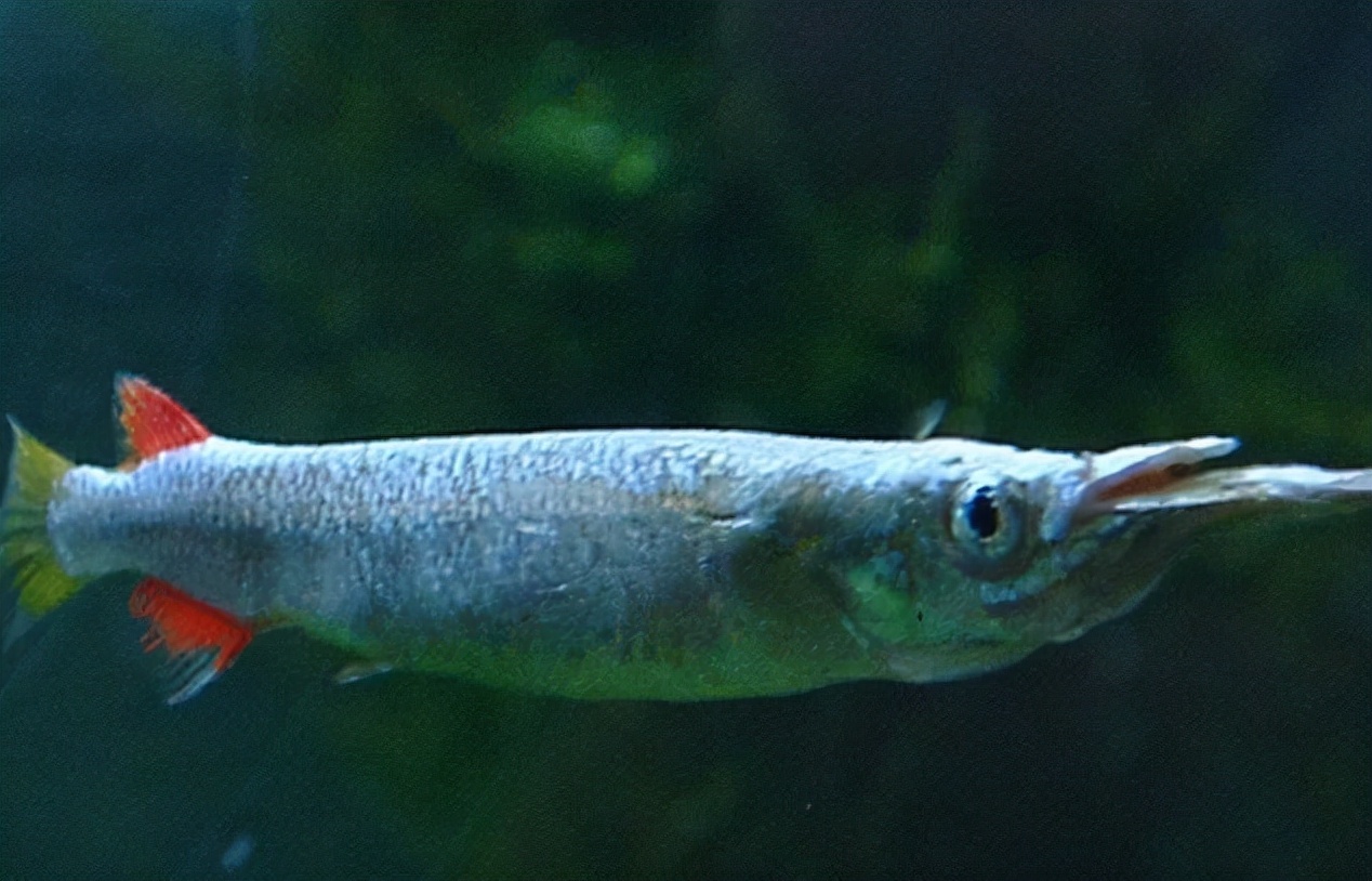 Human killer toothpick fish - iNEWS