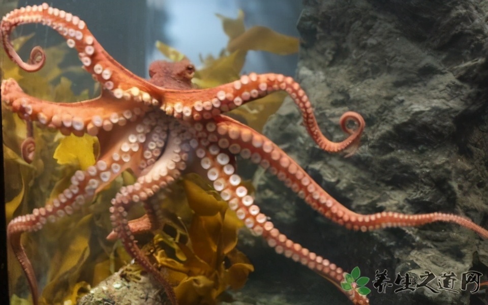9-legged octopus spotted off the coast of Japan! Experts bluntly ...