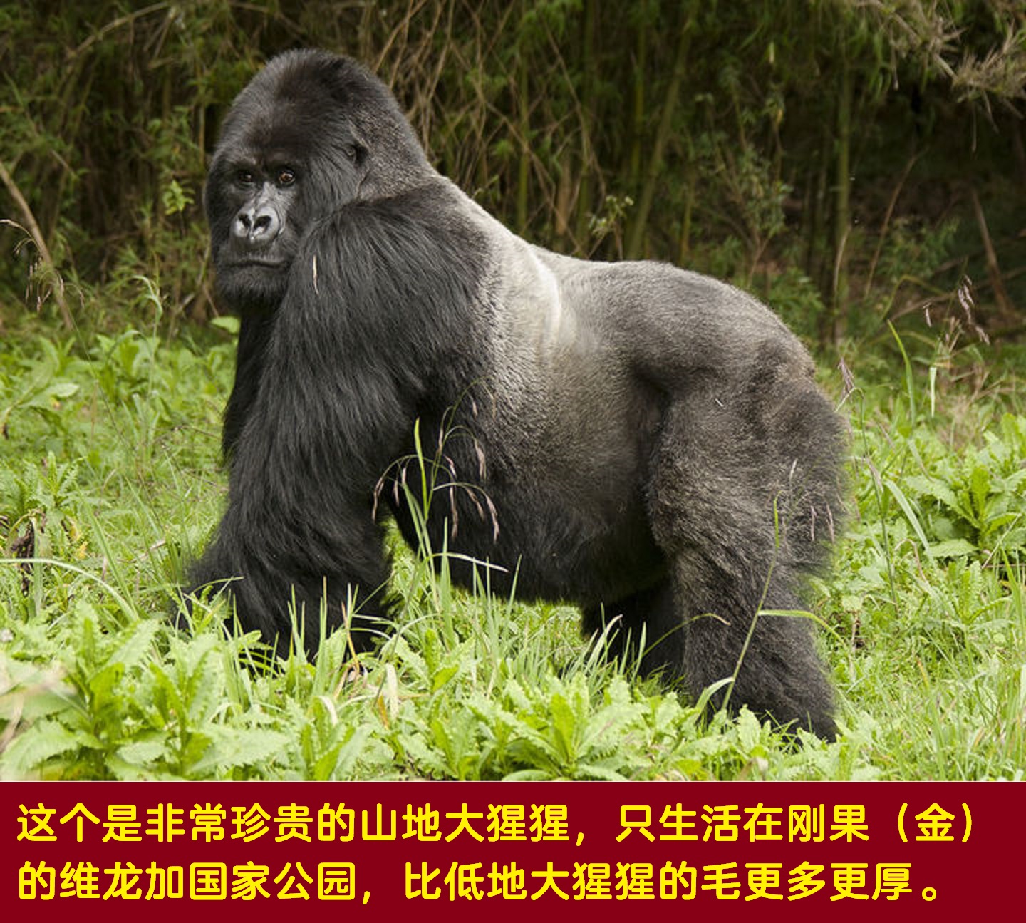 Pictured Humanoid Animals (2)-Gorilla - iNEWS
