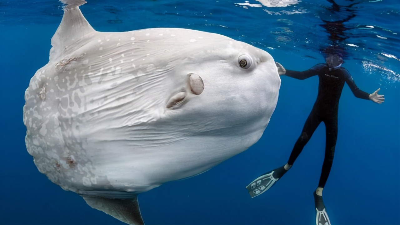 Sunfish lay 300 million eggs each time, why are they vulnerable?Because ...