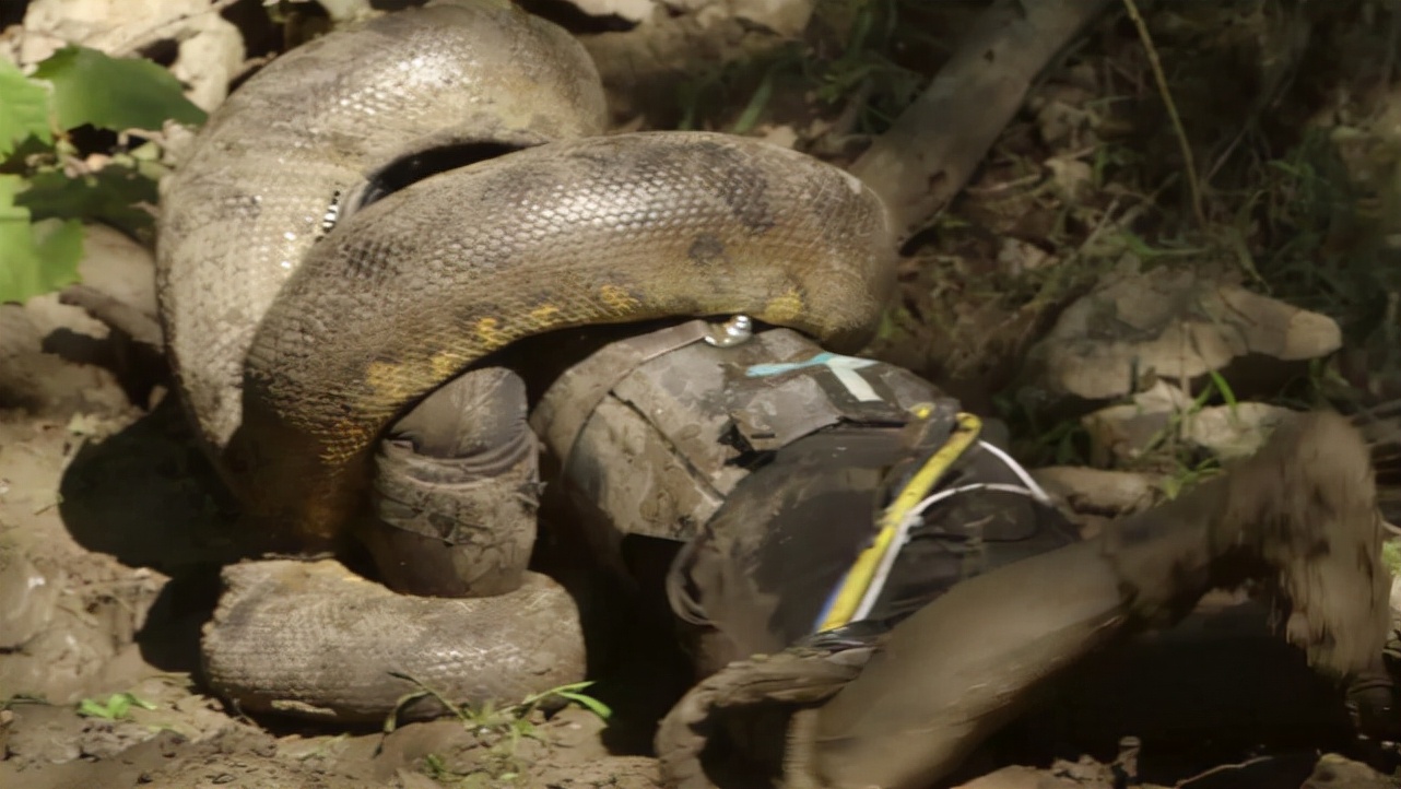 A snake sells for one million?Called the giant panda among snakes, it ...
