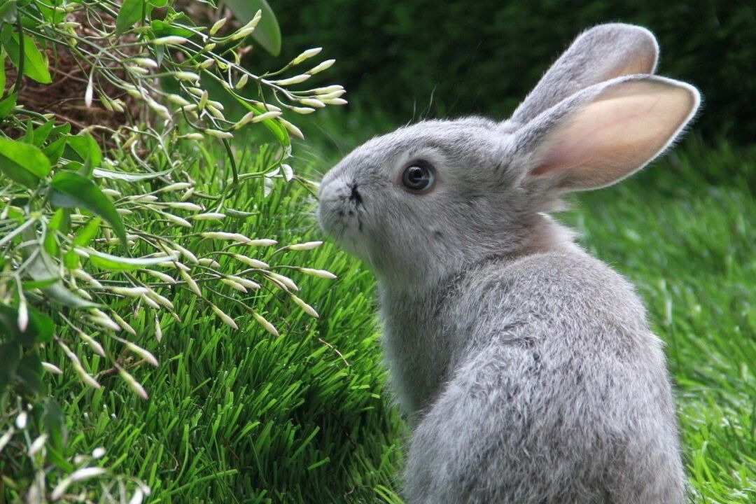 Rabbit stool is soft, will you be okay? How to solve rabbit stool - iNEWS