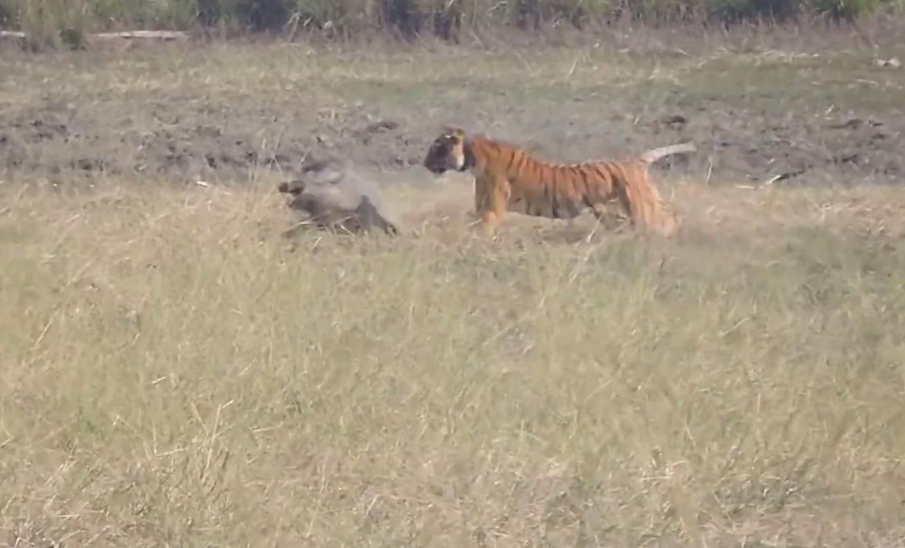 The tiger sneaked on the wild boar. Unexpectedly, the wild boar rushed ...