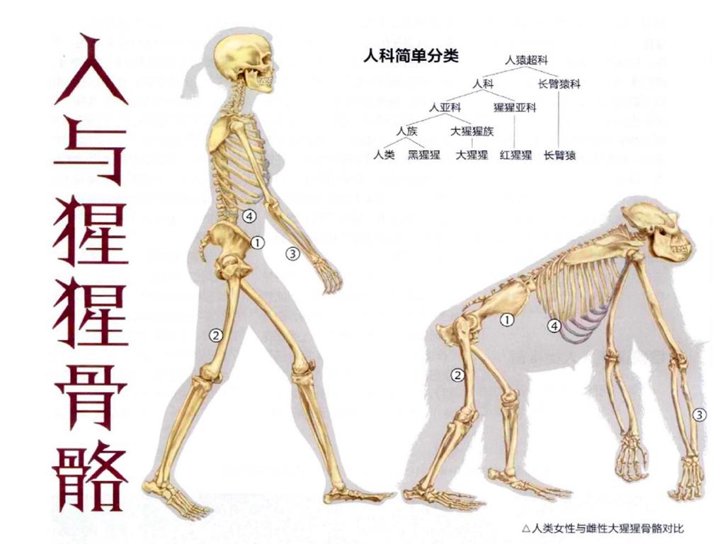There are 206 bones in the human body. The Chinese generally only have ...