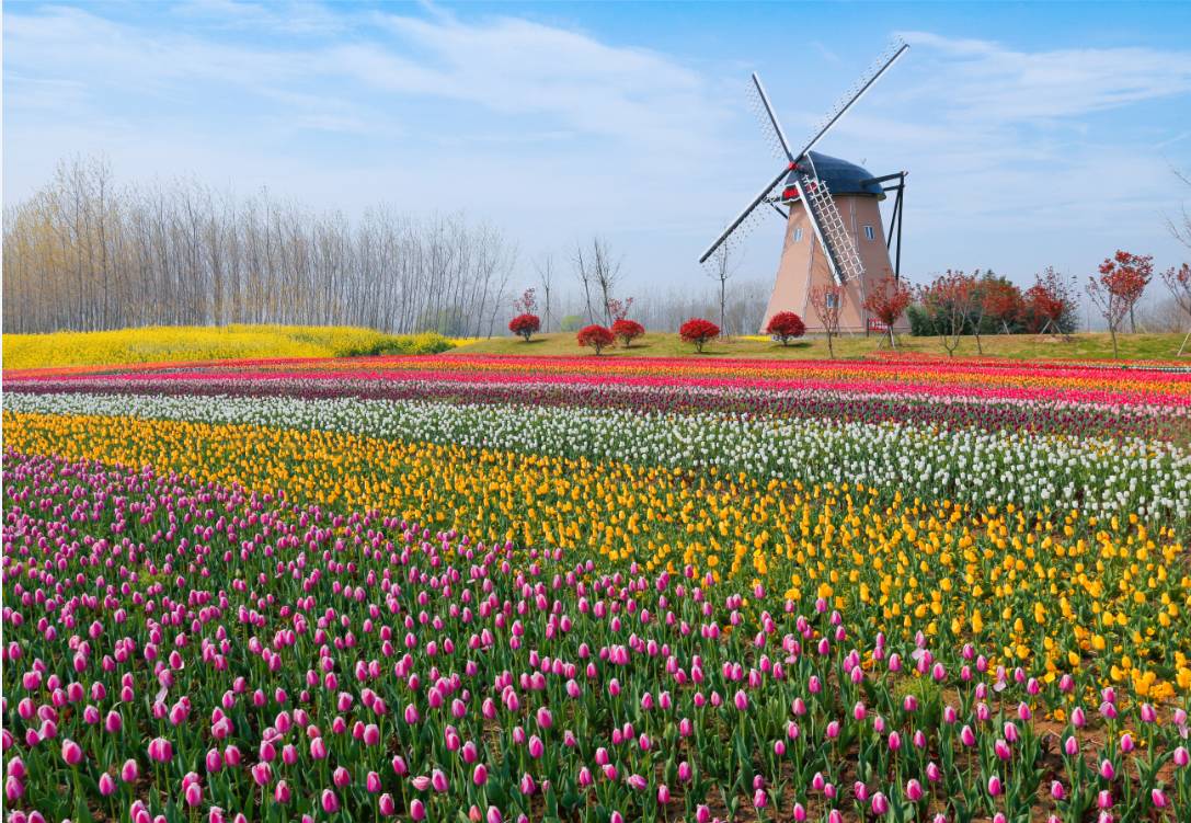 Yancheng Dutch Flower Sea - iMedia