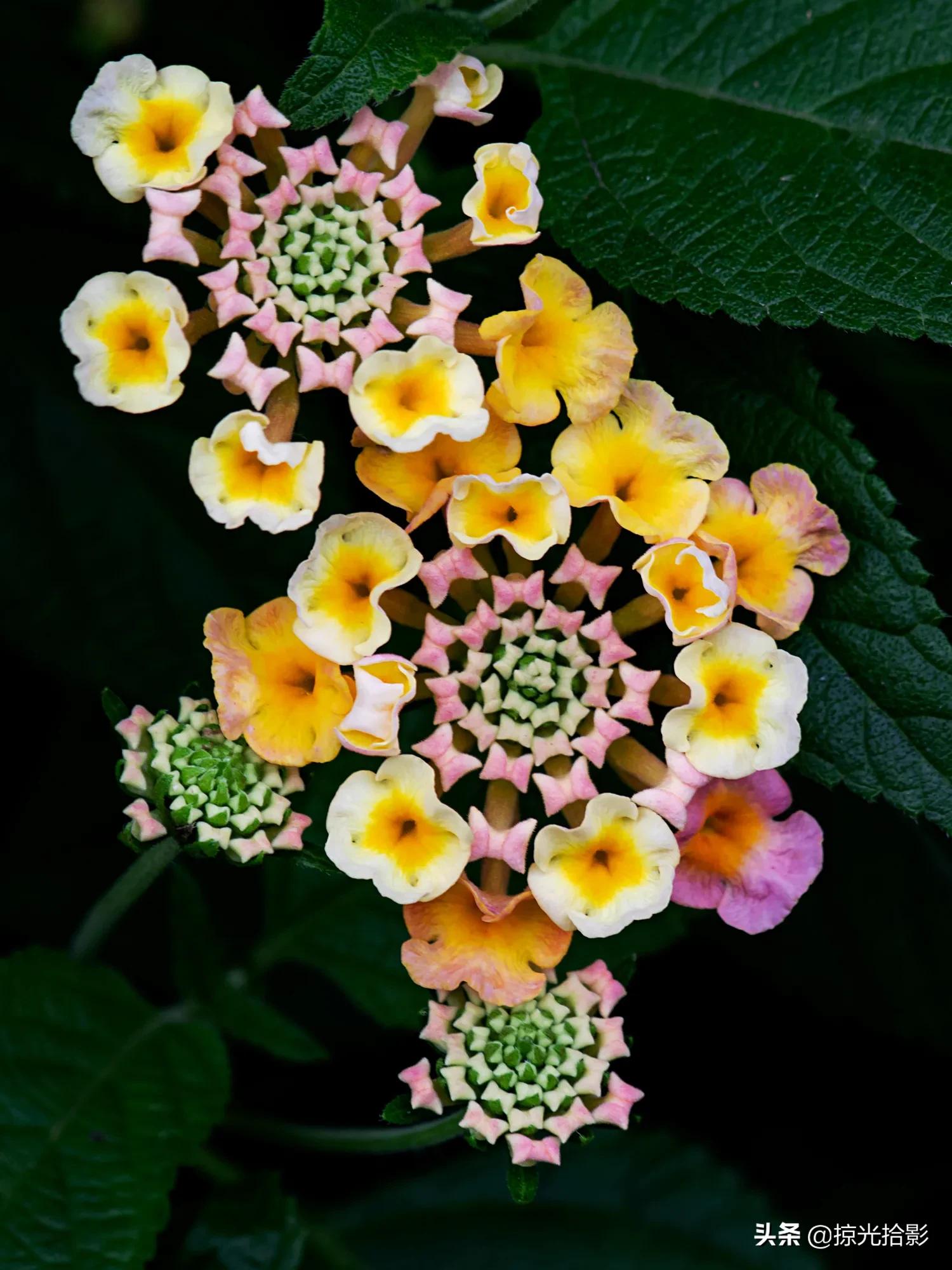 180 micro shots of Lantana, the exquisite pattern is amazing - iNEWS