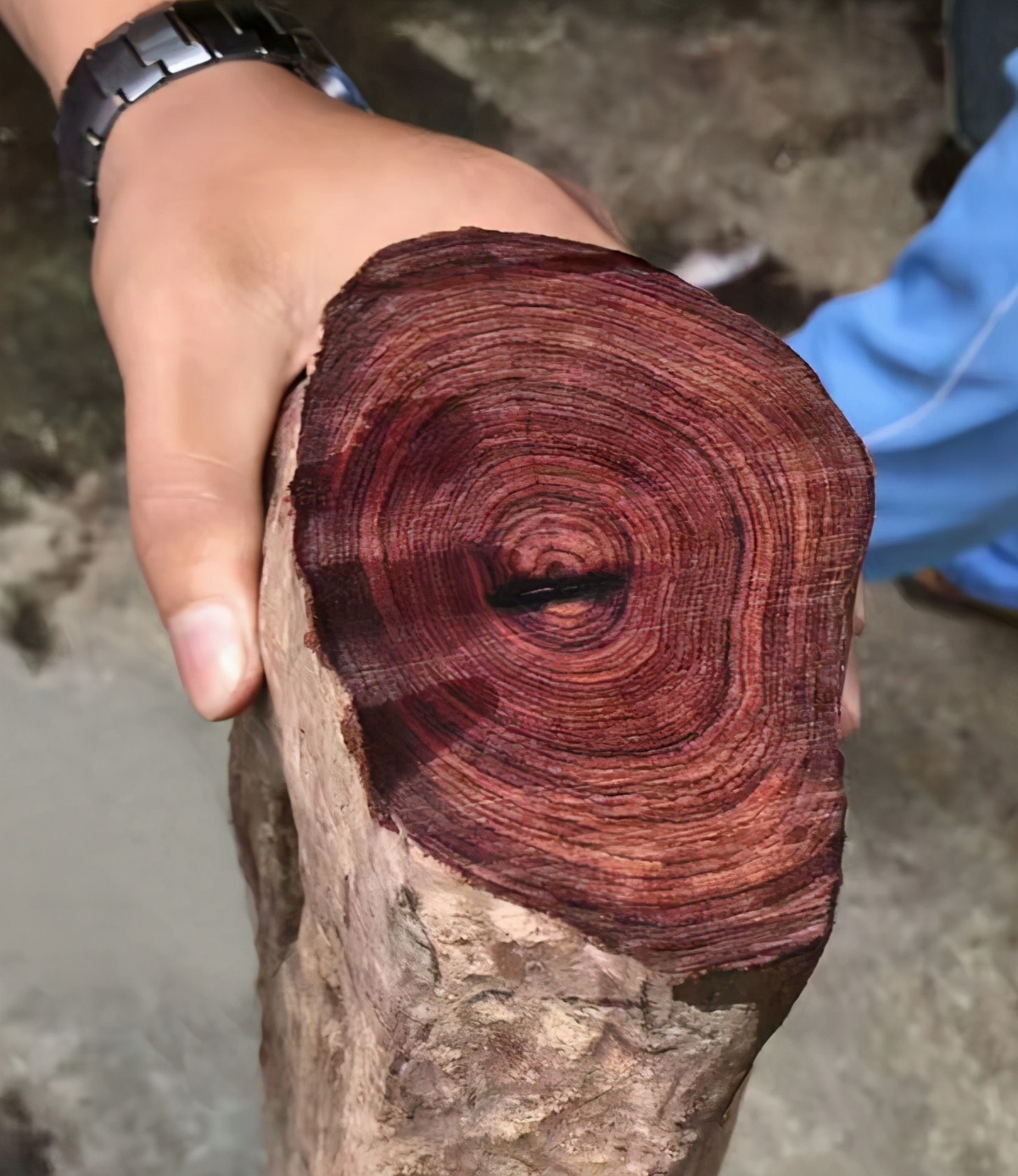 "Thousand-year red sandalwood, 100-year-old rosewood": How many years ...