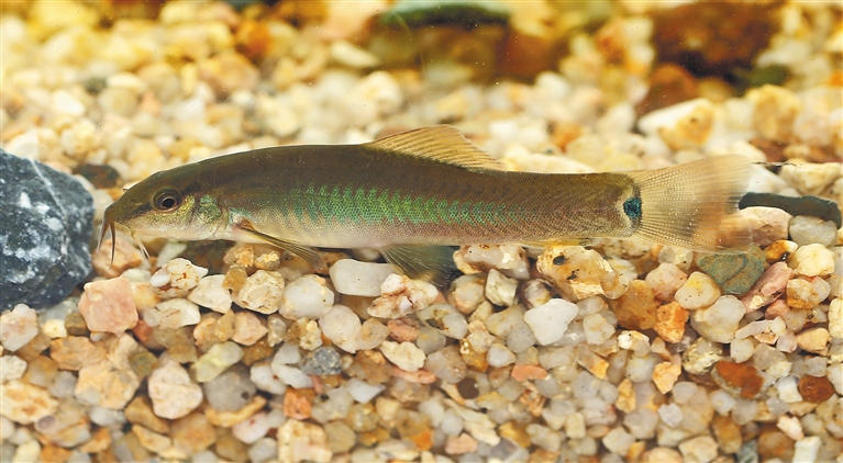 There are 149 species of freshwater fish living in Hainan Island ...