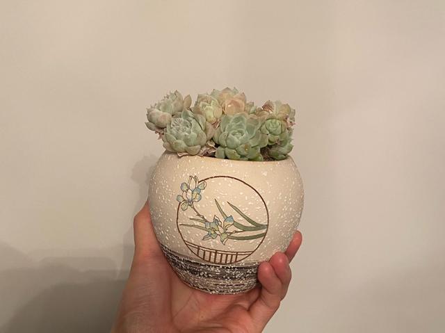 A cheap and easy-to-raise fleshy white moon shadow, it is in a state of ...