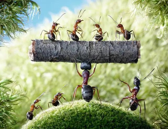 What do humans look like in the eyes of ants, do they look like ...