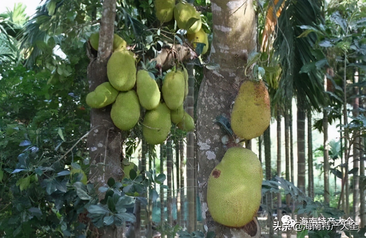 Introduction to Hainan Tropical Fruits (Part 3) - iNEWS