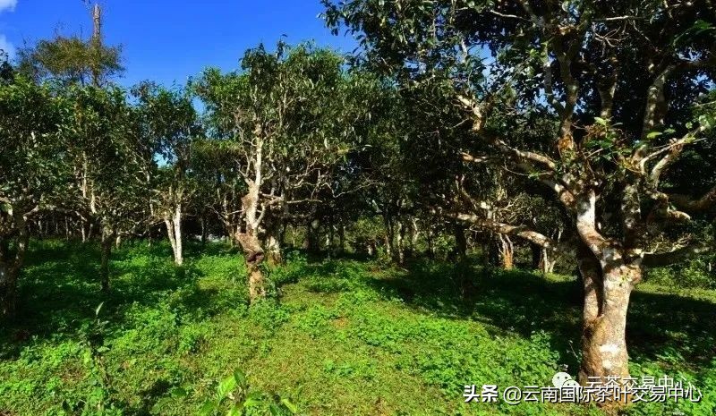 Menghai, Yunnan: More than 2.3 million ancient tea trees are protected ...