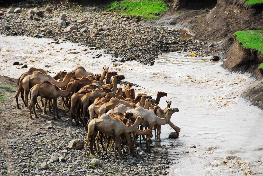 Don't camels have natural enemies?Why are so few carnivores hunting ...