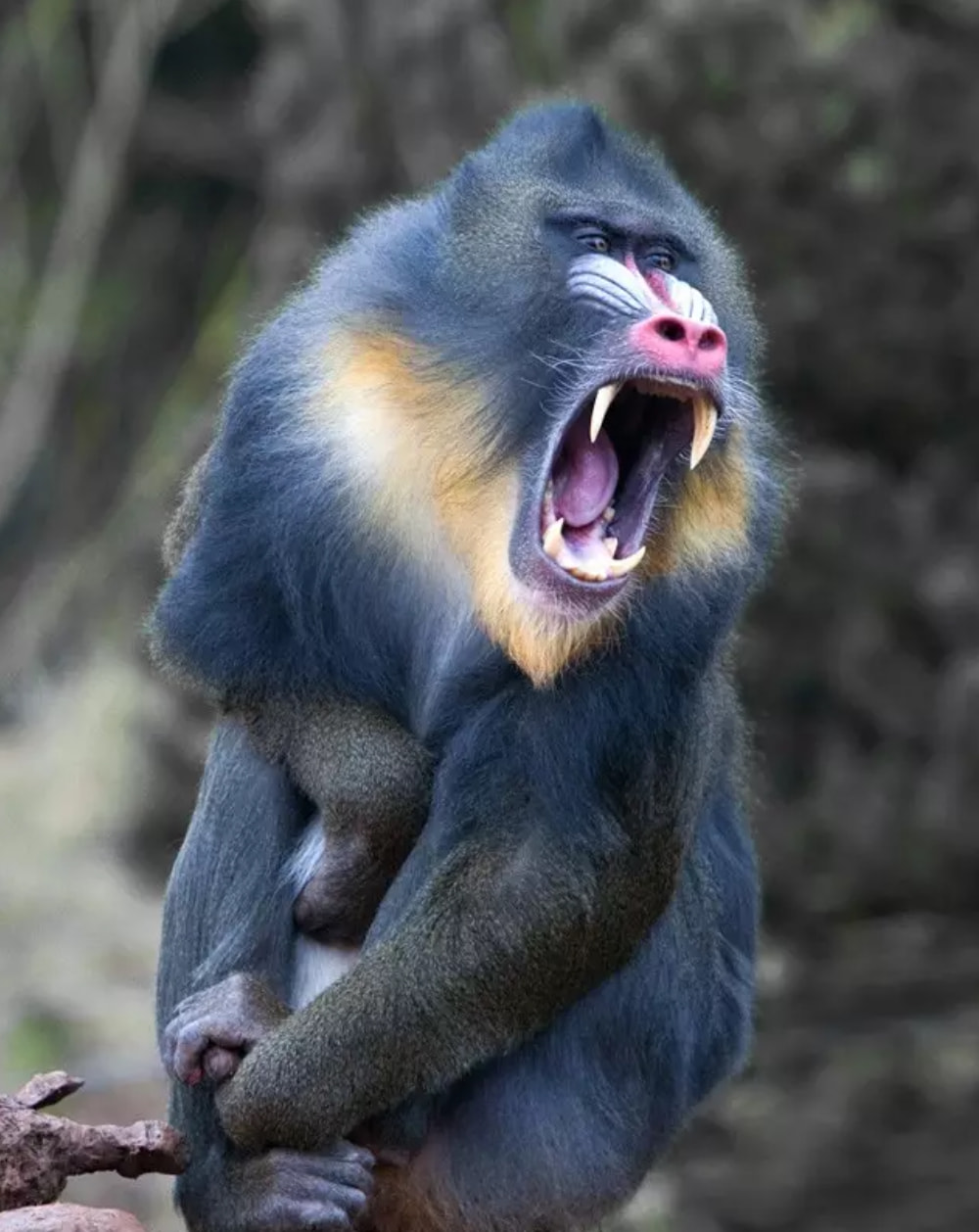 Mandrill appeared in Xiangxi?The nose is like a pig, and it has a ...