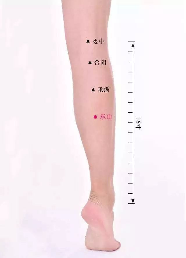 The magical Chengshan point, the main point for the treatment of ...