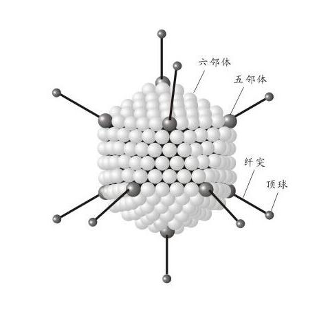 Why do the larvae explode after the Zerg cancels the birth of soldiers ...
