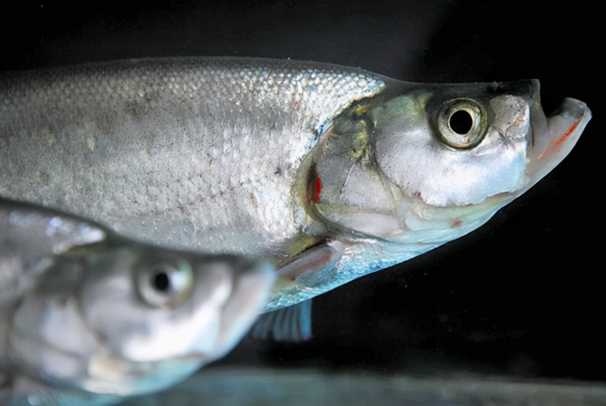 Where can I eat after visiting Tonglu? - iNEWS