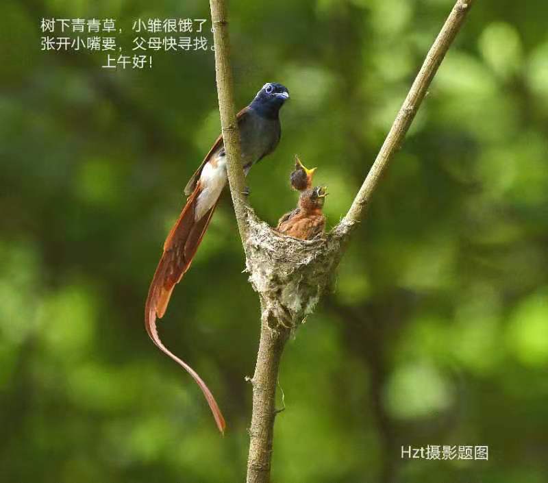 A hundred birds greet guests and sing together - iNEWS