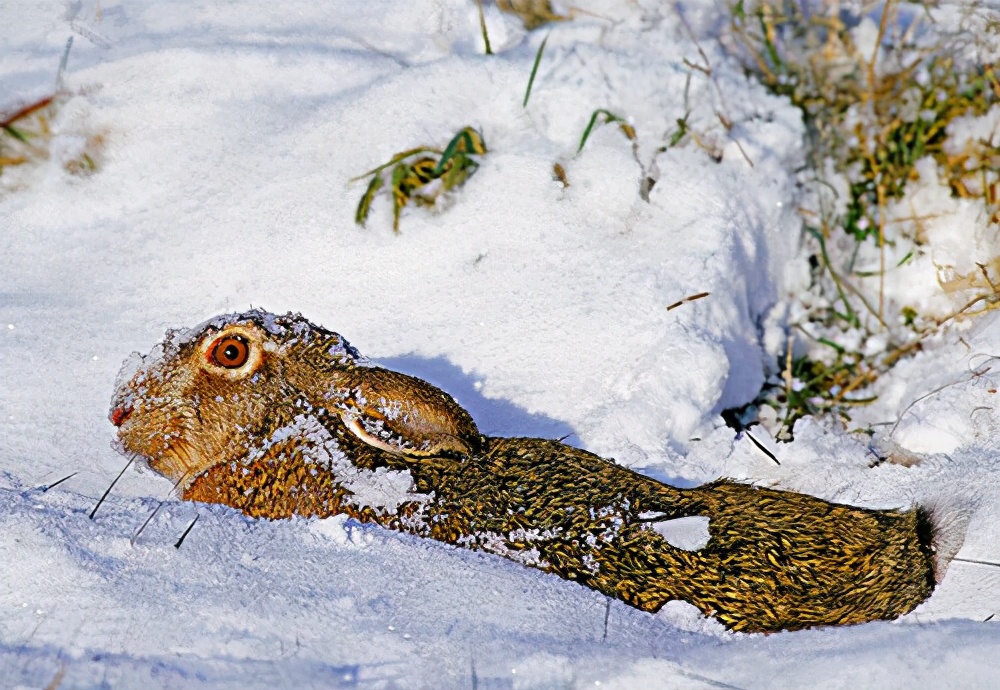 Australian wild rabbit can run swimming, koala chooses to sleep, the ...