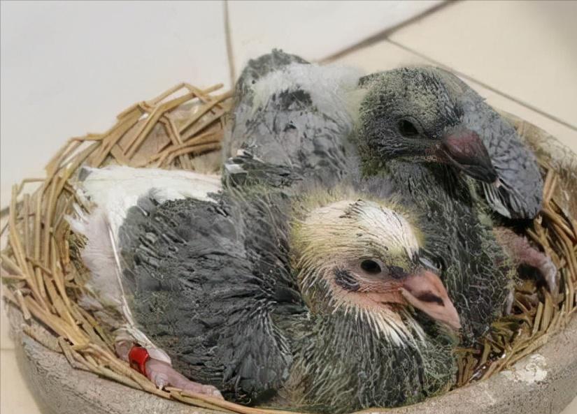 What to do if the young pigeons have a low survival rate and poor ...