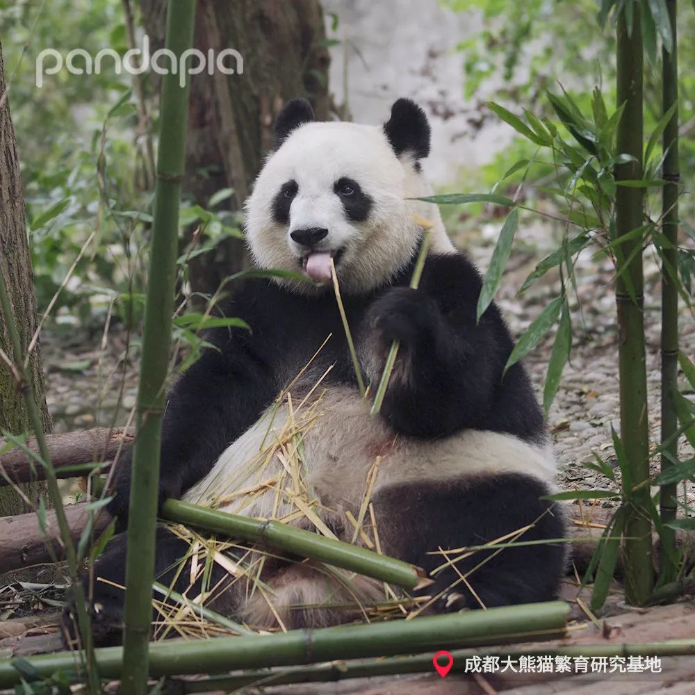 International Panda Day, caring for giant pandas and creating a ...