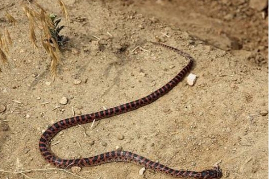 Why do you have to hit a seven-inch snake?Are there any weaknesses in ...