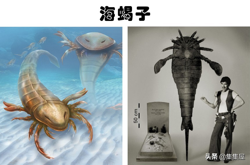 7 very huge animals that existed on earth in the past and present - iNEWS