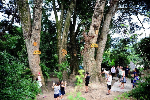 Special for King Phoebe - iNEWS