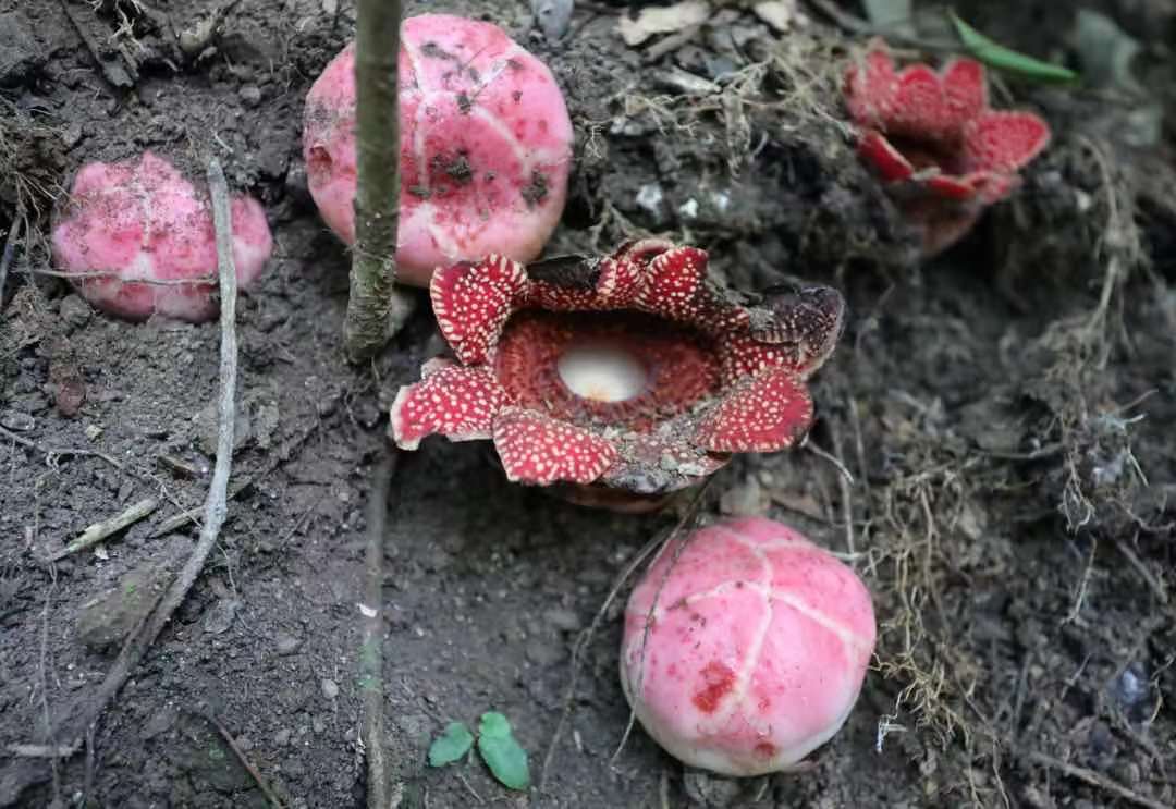 Rafflesia's stand up, popular science, don't be scared by the “horror ...