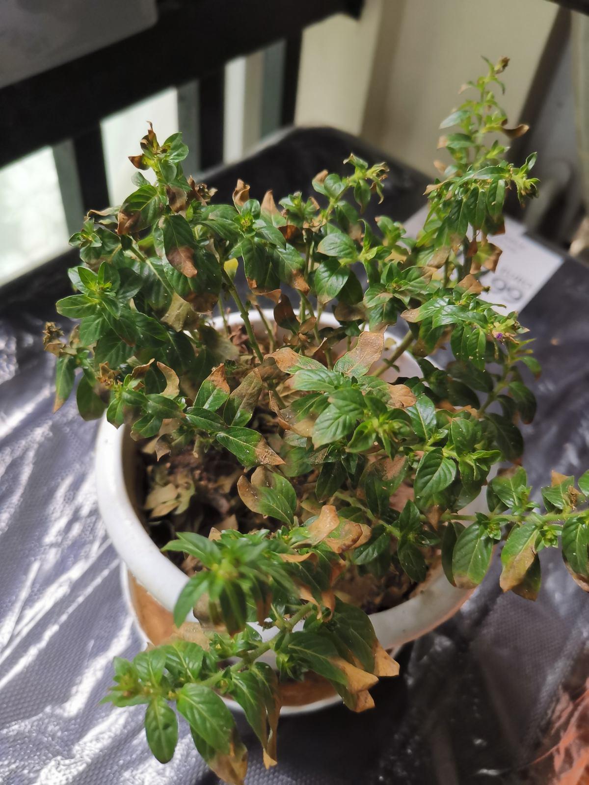 Remember the distress signal of flowers and plants", don't let the ...