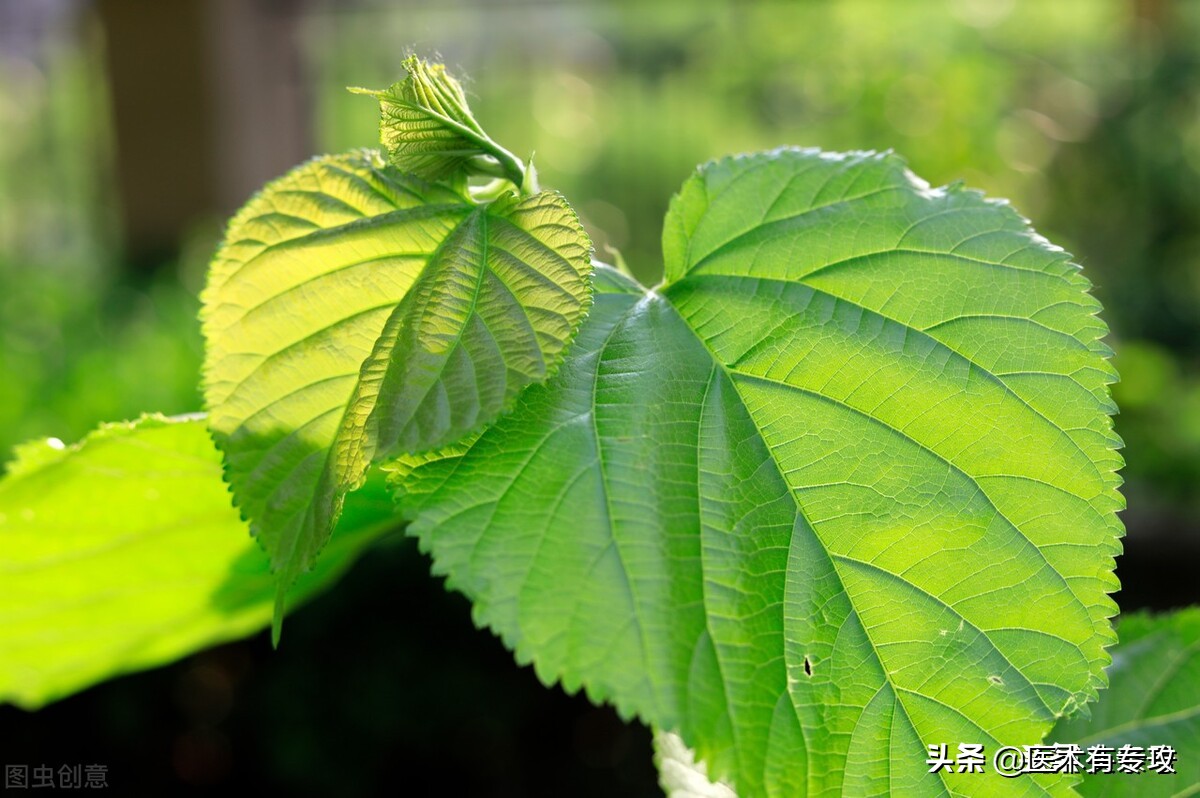 Blindly taste traditional Chinese medicine every day-mulberry leaf - iNEWS