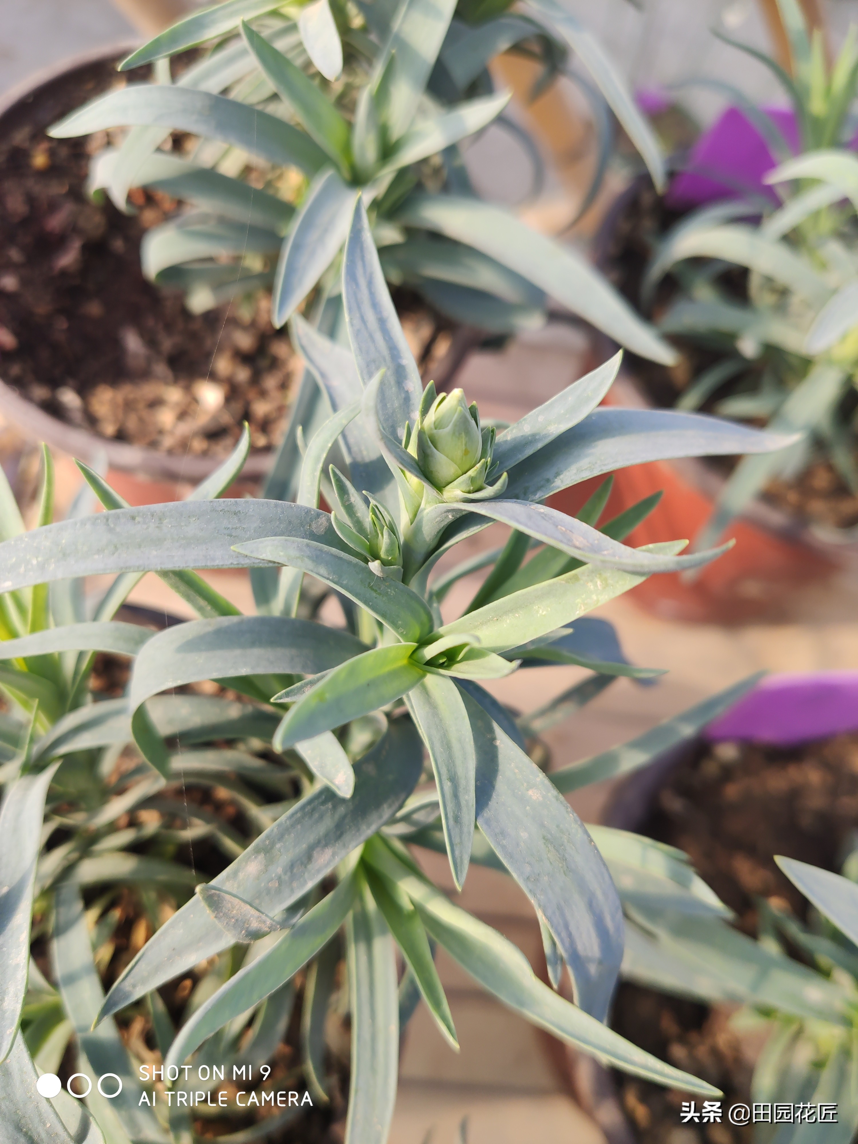 Carnations are not cold-resistant and easy to freeze to death in winter ...