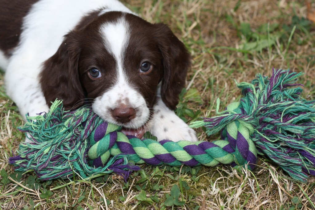 Look at the characteristics of disease signs from the dog's abnormal ...